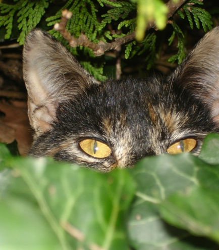 What is Trap, Neuter & Return (TNR)? – Second Chance Kitty